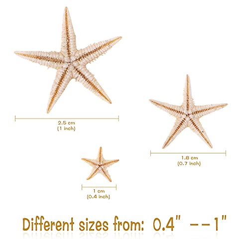 PPCLION 100 Pcs Small Starfish Star Sea Shell Beach for Craft 0.4"-1"