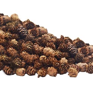 deloky 150 pcs christmas natural mini pine cones- 2cm thanksgiving small pinecones ornaments vase fillers for diy crafts, home decorations,fall and christmas,wedding decor