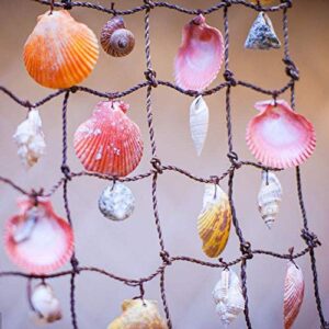 Weoxpr 200pcs Sea Shells Mixed Ocean Beach Seashells, Various Sizes Natural Seashells for Fish Tank, Home Decorations, Beach Theme Party, Candle Making, Wedding Decor, DIY Crafts, Fish Tan