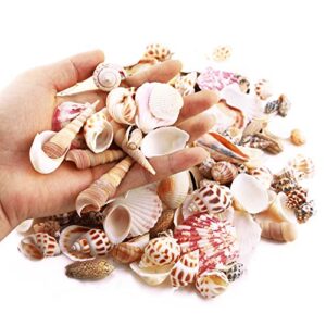 Weoxpr 200pcs Sea Shells Mixed Ocean Beach Seashells, Various Sizes Natural Seashells for Fish Tank, Home Decorations, Beach Theme Party, Candle Making, Wedding Decor, DIY Crafts, Fish Tan