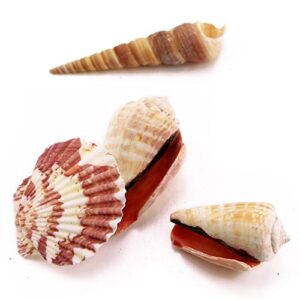 Weoxpr 200pcs Sea Shells Mixed Ocean Beach Seashells, Various Sizes Natural Seashells for Fish Tank, Home Decorations, Beach Theme Party, Candle Making, Wedding Decor, DIY Crafts, Fish Tan