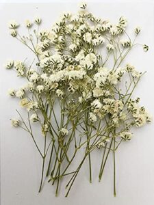 uokwiwi 16 pcs white baby’s breath real natural dried pressed flowers for resin art craft diy