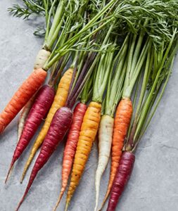 burpee kaleidoscope blend carrot seeds | 1500 non-gmo seeds | rainbow carrot seeds for planting | vegetable seeds for planting home garden | five colors: red, orange, purple, white, and yellow