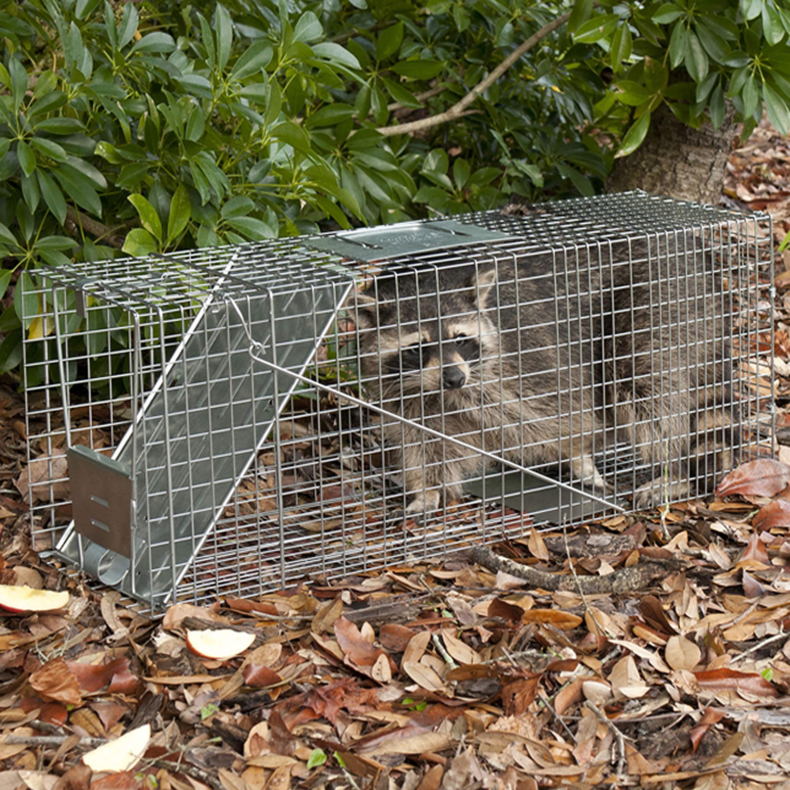 Havahart 1079SR Large 1-Door Humane Catch and Release Live Animal Trap for Raccoons, Cats, Bobcats, Beavers, Small Dogs, Groundhogs, Opossums, Foxes, Armadillos, and Similar-Sized Animals