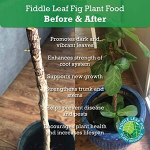 Fiddle Leaf Fig Tree Plant Food for Ficus Lyrata (and Ficus Audrey) – Calcium Fortified, Urea-Free and with NPK Ratio of 3-1-2 for Healthy Roots, Stems and Leaves (8 Ounces))