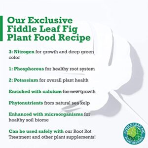 Fiddle Leaf Fig Tree Plant Food for Ficus Lyrata (and Ficus Audrey) – Calcium Fortified, Urea-Free and with NPK Ratio of 3-1-2 for Healthy Roots, Stems and Leaves (8 Ounces))