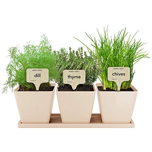 Window Herb Garden - Indoor 9 Herb Starter Kit - Unique Gardening Gifts for Women & Men, Mom, Her - Kitchen Windowsill Growing Kit - Grow 9 Plants - Best Unusual Birthday Christmas Gift for Cooking