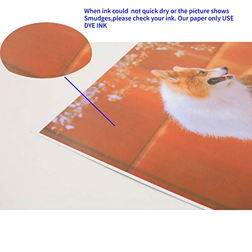 Koala Glossy Thin Inkjet Paper 8.5x11 Inches 100 Sheets Compatible with Inkjet Printer Use DYE INK 115gsm