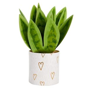 Hallmark Paper Wonder Pop Up Valentines Day Card (Snake Plant) (5VFE1127)