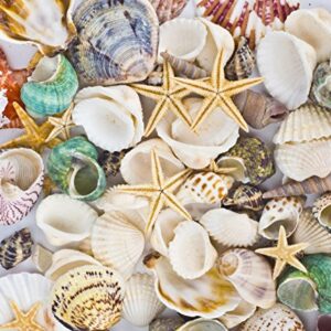 Famoby Sea Shells Mixed Beach Seashells Starfish for Beach Theme Party Wedding Decorations DIY Crafts Candle Making Fish Tank Vase Fillers Home Decorations Supplies 70+ pcs