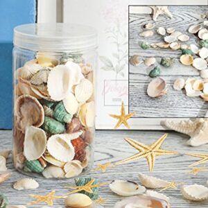 Famoby Sea Shells Mixed Beach Seashells Starfish for Beach Theme Party Wedding Decorations DIY Crafts Candle Making Fish Tank Vase Fillers Home Decorations Supplies 70+ pcs