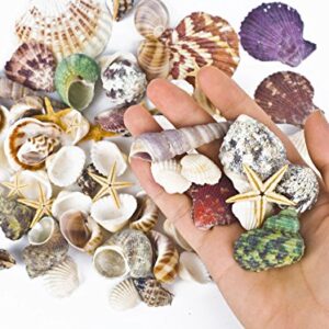 Famoby Sea Shells Mixed Beach Seashells Starfish for Beach Theme Party Wedding Decorations DIY Crafts Candle Making Fish Tank Vase Fillers Home Decorations Supplies 70+ pcs