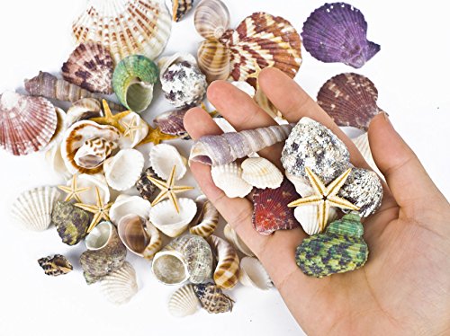 Famoby Sea Shells Mixed Beach Seashells Starfish for Beach Theme Party Wedding Decorations DIY Crafts Candle Making Fish Tank Vase Fillers Home Decorations Supplies 70+ pcs