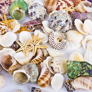 Famoby Sea Shells Mixed Beach Seashells Starfish for Beach Theme Party Wedding Decorations DIY Crafts Candle Making Fish Tank Vase Fillers Home Decorations Supplies 70+ pcs