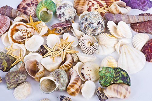 Famoby Sea Shells Mixed Beach Seashells Starfish for Beach Theme Party Wedding Decorations DIY Crafts Candle Making Fish Tank Vase Fillers Home Decorations Supplies 70+ pcs