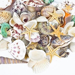 Famoby Sea Shells Mixed Beach Seashells Starfish for Beach Theme Party Wedding Decorations DIY Crafts Candle Making Fish Tank Vase Fillers Home Decorations Supplies 70+ pcs