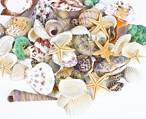 Famoby Sea Shells Mixed Beach Seashells Starfish for Beach Theme Party Wedding Decorations DIY Crafts Candle Making Fish Tank Vase Fillers Home Decorations Supplies 70+ pcs