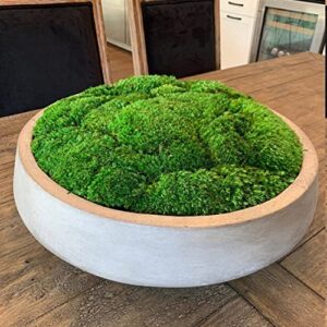 Prefleur Preserved Pole Moss Pillow Bun Cushion Natural Green Decorative Real Natural Green DIY Kit Terrariums Gardenning Art Wall Decor Florist Decor Easter Table Wedding(1.5 sq.ft, Green-B)