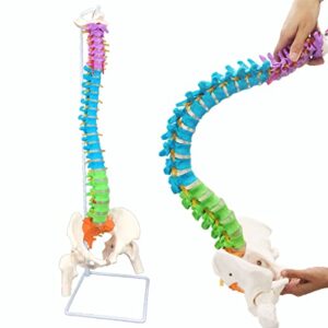 veipho spine model, spine models for chiropractors, spine model life size with stand, spine models for office & anatomy, 34″ flexible colored human spine model life-size spinal cord model