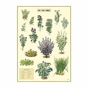 Cavallini Herbs Wrapping Paper/Poster