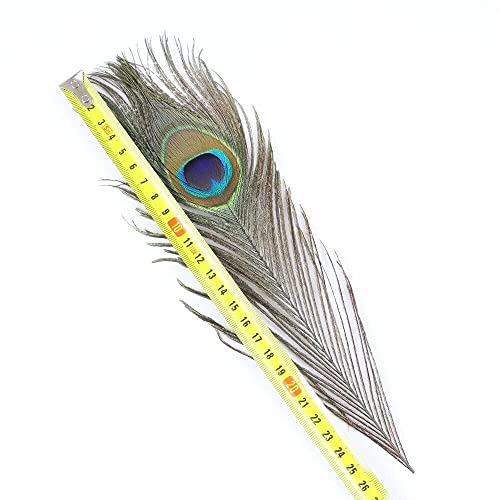 TinaWood 10PCS Real Natural Peacock Eye Feathers 9.8-11.8 inch for DIY Craft, Wedding Holiday Decoration…