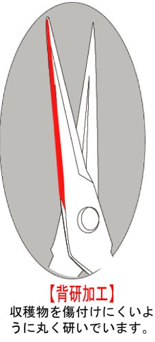 Stainless steel Harvesting Scissors T-500S