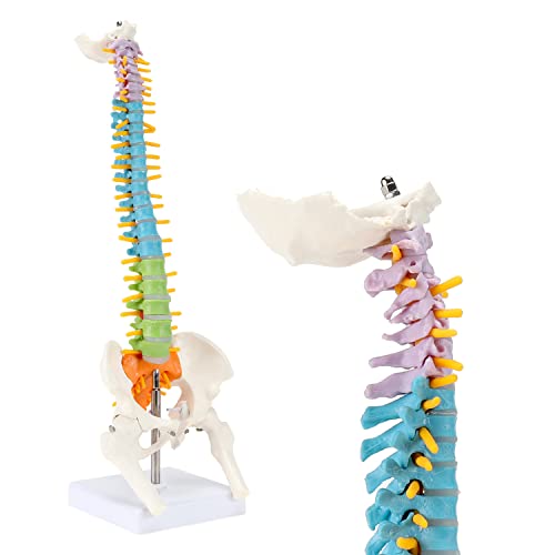 HINGONS Colored Miniature Spine Anatomy Model, 16.5" Vertebral Column Model Vertebrae, Spinal Nerves, Lumbar & Pelvis, with Stand for Medical Students and Chiropractors (Includes Product Manual)