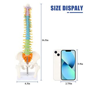 HINGONS Colored Miniature Spine Anatomy Model, 16.5" Vertebral Column Model Vertebrae, Spinal Nerves, Lumbar & Pelvis, with Stand for Medical Students and Chiropractors (Includes Product Manual)