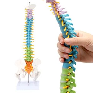 HINGONS Colored Miniature Spine Anatomy Model, 16.5" Vertebral Column Model Vertebrae, Spinal Nerves, Lumbar & Pelvis, with Stand for Medical Students and Chiropractors (Includes Product Manual)