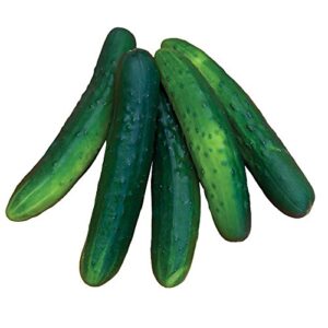 burpee salad bush slicing cucumber seeds 30 seeds