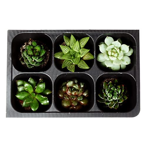 The Hydroponic City Seed Starter Tray, 144 Cells (24 Trays - 6 Cells Per Tray) + THCity Stakes