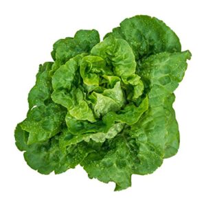 burpee buttercrunch hybrid (organic) lettuce seeds 1100 seeds