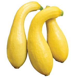 burpee early summer crookneck (heirloom) summer squash seeds 50 seeds