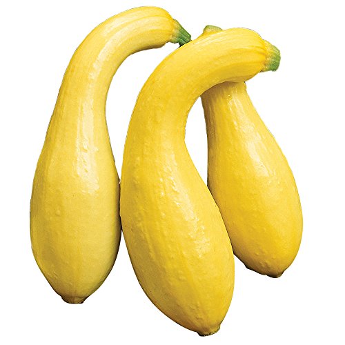 Burpee Early Summer Crookneck (Heirloom) Summer Squash Seeds 50 seeds