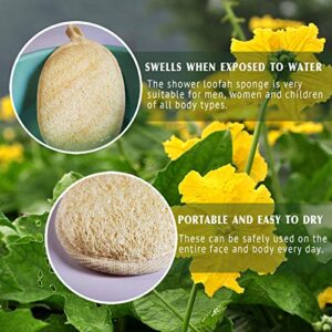 Natural Loofah Sponge Exfoliating Body Scrubber (3 Pack),Made with Eco-Friendly and Biodegradable Shower Luffa Sponge, Loofah for Women and Men, Beige