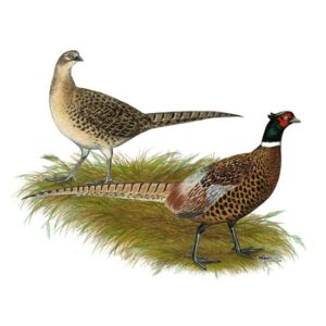 CafePress Ringneck Pheasant Pair Mug Ceramic Coffee Mug, Tea Cup 11 oz