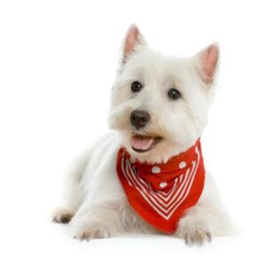 CafePress Westie With Red Bandana Mug Ceramic Coffee Mug, Tea Cup 11 oz