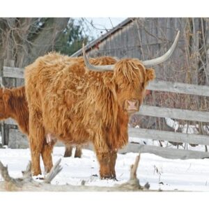 CafePress Highland Cattle Mug Ceramic Coffee Mug, Tea Cup 11 oz