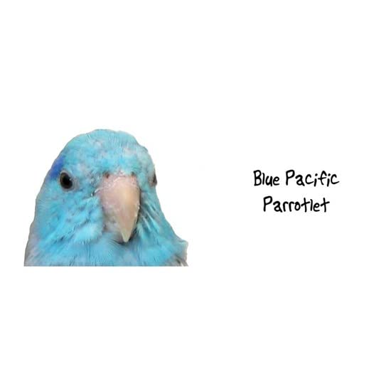 CafePress Blue Parrotlet Mug Ceramic Coffee Mug, Tea Cup 11 oz