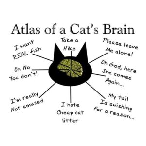 CafePress Atlas Of A Cats Brain Mugs Ceramic Coffee Mug, Tea Cup 11 oz