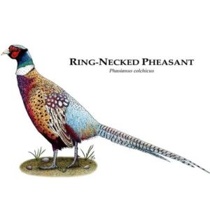 CafePress Ring Necked Pheasant Mug Ceramic Coffee Mug, Tea Cup 11 oz