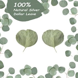 400+ Dried Real Eucalyptus Leaves, 100% Natural Bulk Silver Dollar Eucalyptus Leaves, Wedding Confetti, Biodegradable Confetti for DIY Bouquet, Garden Cake, Party and Table Center Decor