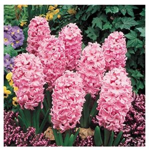 5 fondant pink hyacinth bulbs