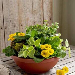 The HC Companies 12 Inch Garden Bowl Planter - Shallow Plant Pot with Drainage Plug for Indoor Outdoor Flowers, Herbs, Warm Gray