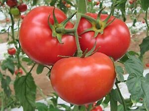 Floradade Tomato Seeds for Planting, 300+ Heirloom Seeds Per Packet, (Isla's Garden Seeds), Non GMO Seeds, Botanical Name: Solanum lycopersicum, Great Home Garden Gift