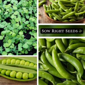 Sow Right Seeds - Sugar Snap Pea Seed for Planting - Non-GMO Heirloom Packet with Instructions to Plant a Home Vegetable Garden