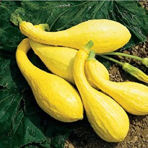 David's Garden Seeds Squash Summer Yellow Crookneck FBA-00012 (Yellow) 50 Non-GMO, Heirloom Seeds