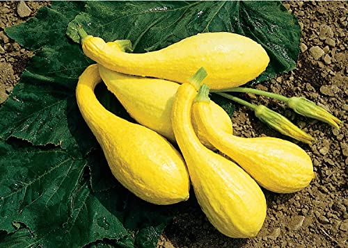 David's Garden Seeds Squash Summer Yellow Crookneck FBA-00012 (Yellow) 50 Non-GMO, Heirloom Seeds