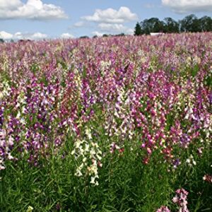 Toadflax Dwarf Fairy Mix Bouquet Flower Seeds, 5000+ Seeds Per Packet, (Isla's Garden Seeds), Non GMO & Heirloom Seeds, Botanical Name: Linaria Maroccana, Great Home Garden Gift