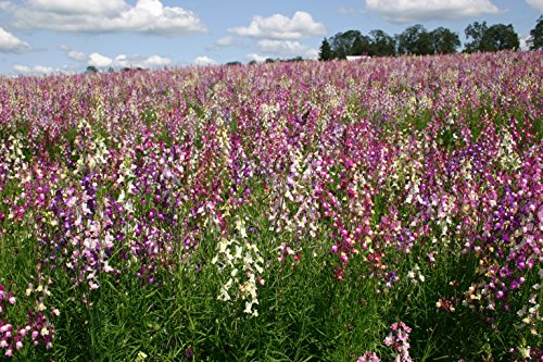 Toadflax Dwarf Fairy Mix Bouquet Flower Seeds, 5000+ Seeds Per Packet, (Isla's Garden Seeds), Non GMO & Heirloom Seeds, Botanical Name: Linaria Maroccana, Great Home Garden Gift